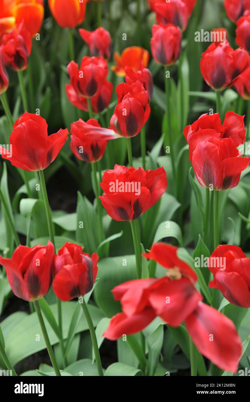 Red springgreen hi-res stock photography and images - Alamy