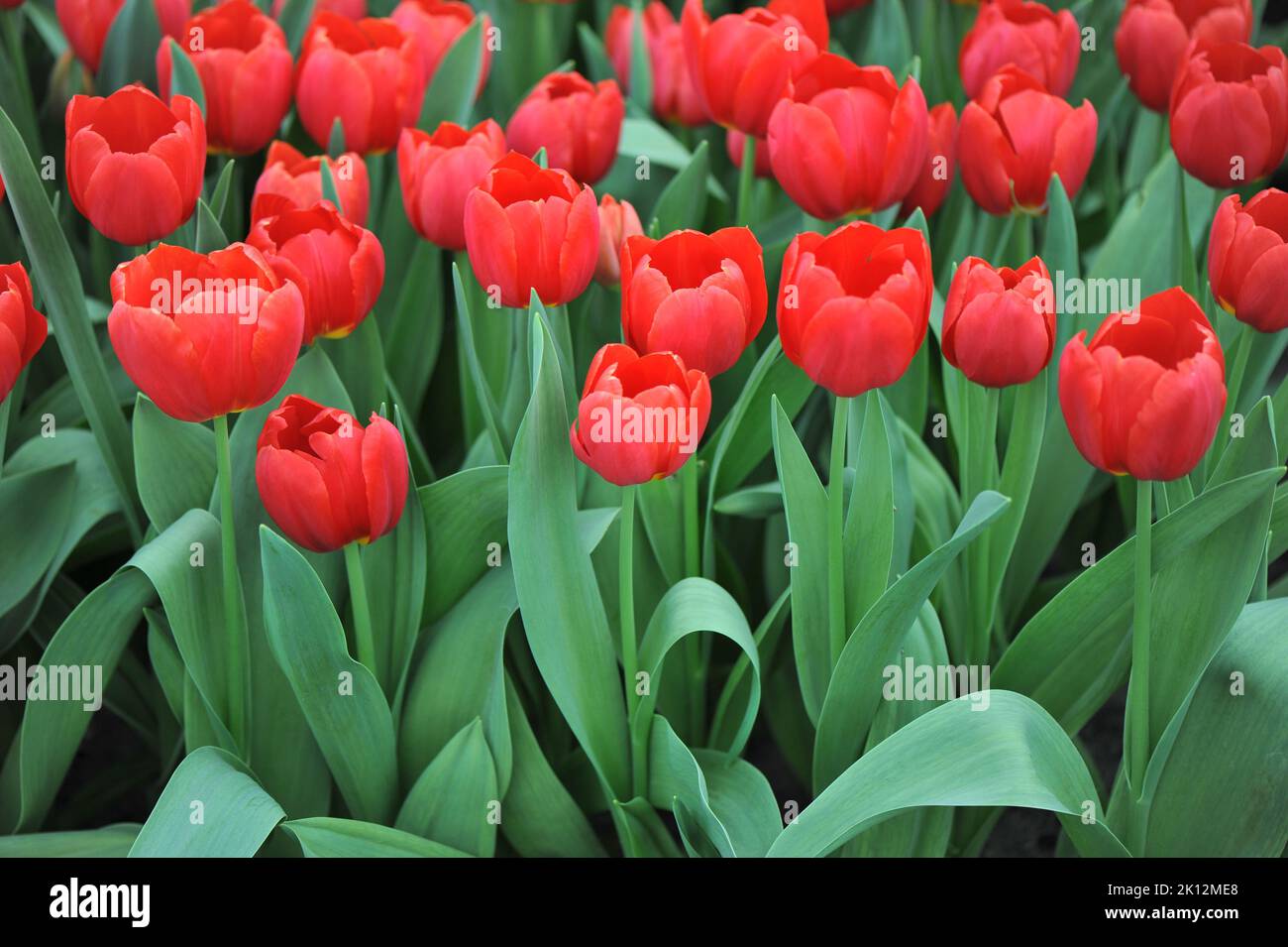 Triumph tulips (Tulipa) Red Stone bloom in a garden in March Stock ...