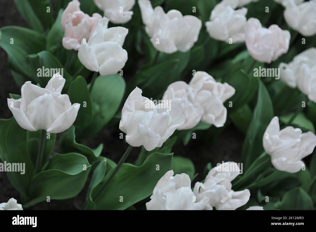 White with light pink blush Triumph tulips (Tulipa) Rejoyce bloom in a ...