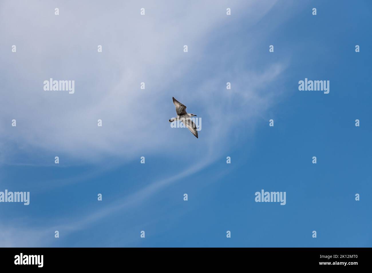 Seagull flying with wings outstretched near to the sea in sky of Rianxo ...