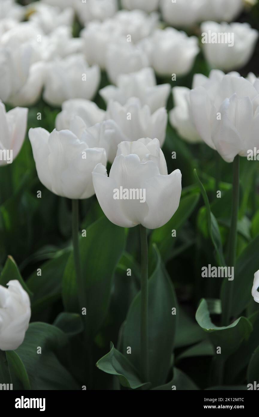 White with light pink blush Triumph tulips (Tulipa) Rejoyce bloom in a ...
