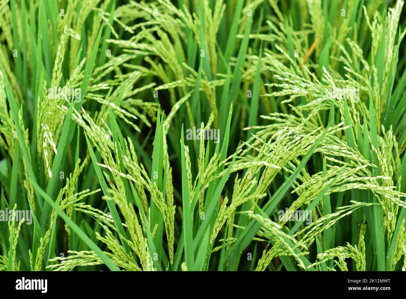 Rice plants that grow well in the rice fields of residents in North ...