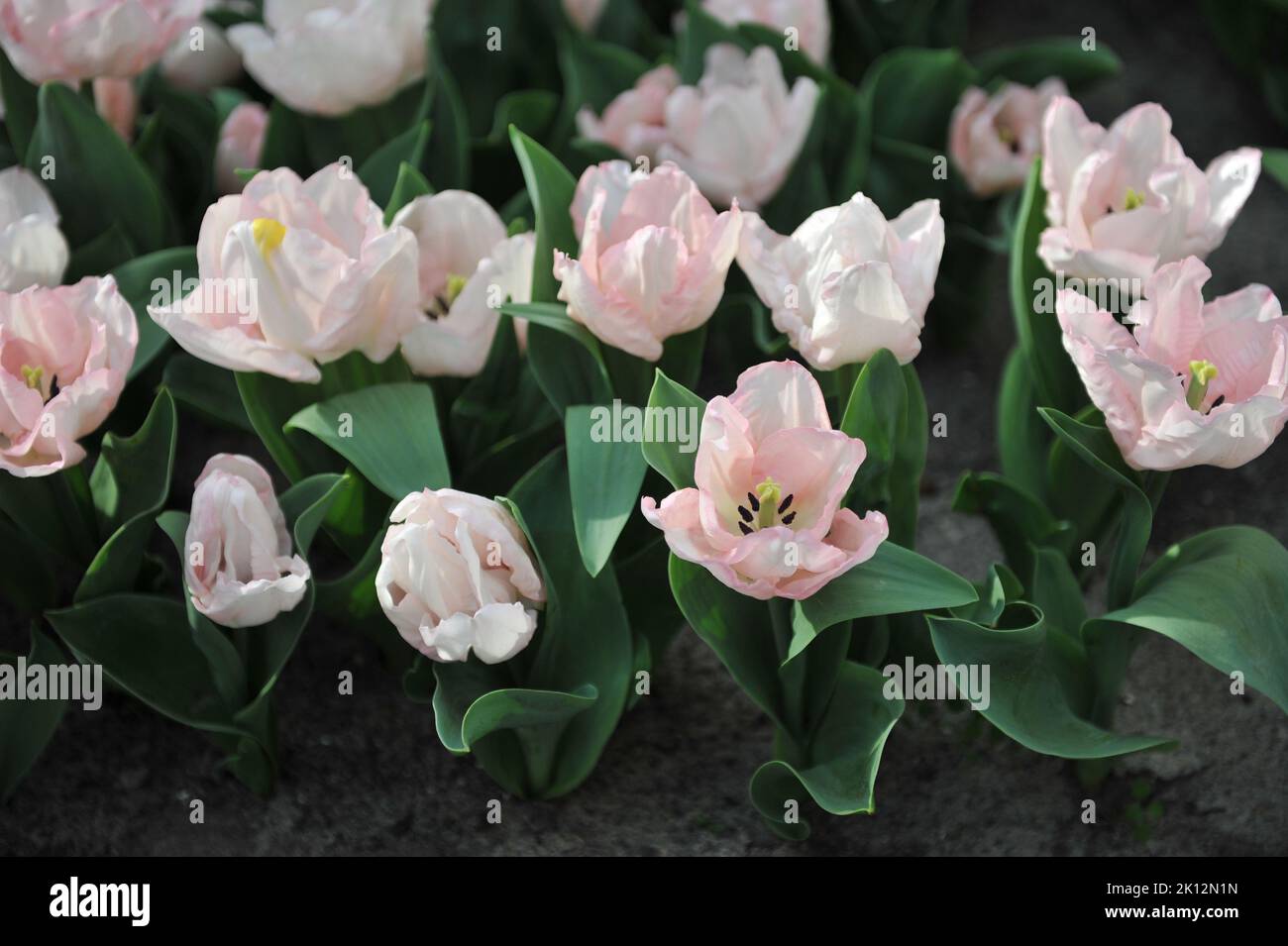 White with light pink blush Triumph tulips (Tulipa) Rejoyce bloom in a ...