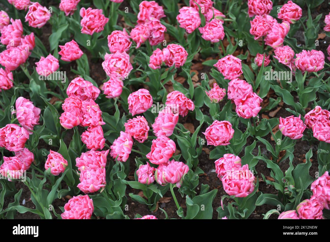 Pink peony-flowered Double Early tulips (Tulipa) Rembrandt bloom in a ...