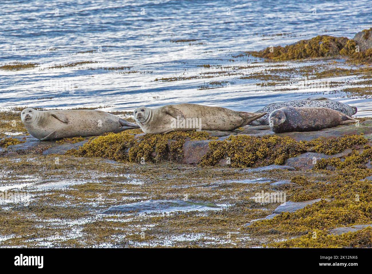 Three Grey Seals on Rocks with Seaweed looking at the camera, Berneray ...