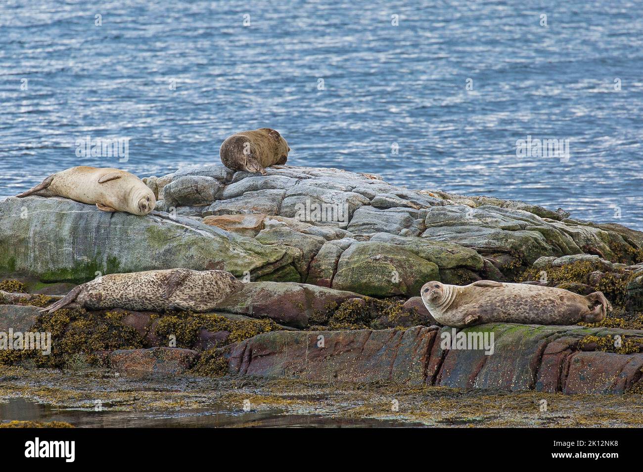 Grey Seals relaxing in Berneray Harbour, North Uist, Outer Hebrides ...