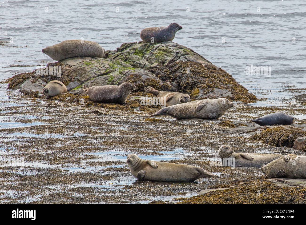 Seals in harbour hi-res stock photography and images - Alamy