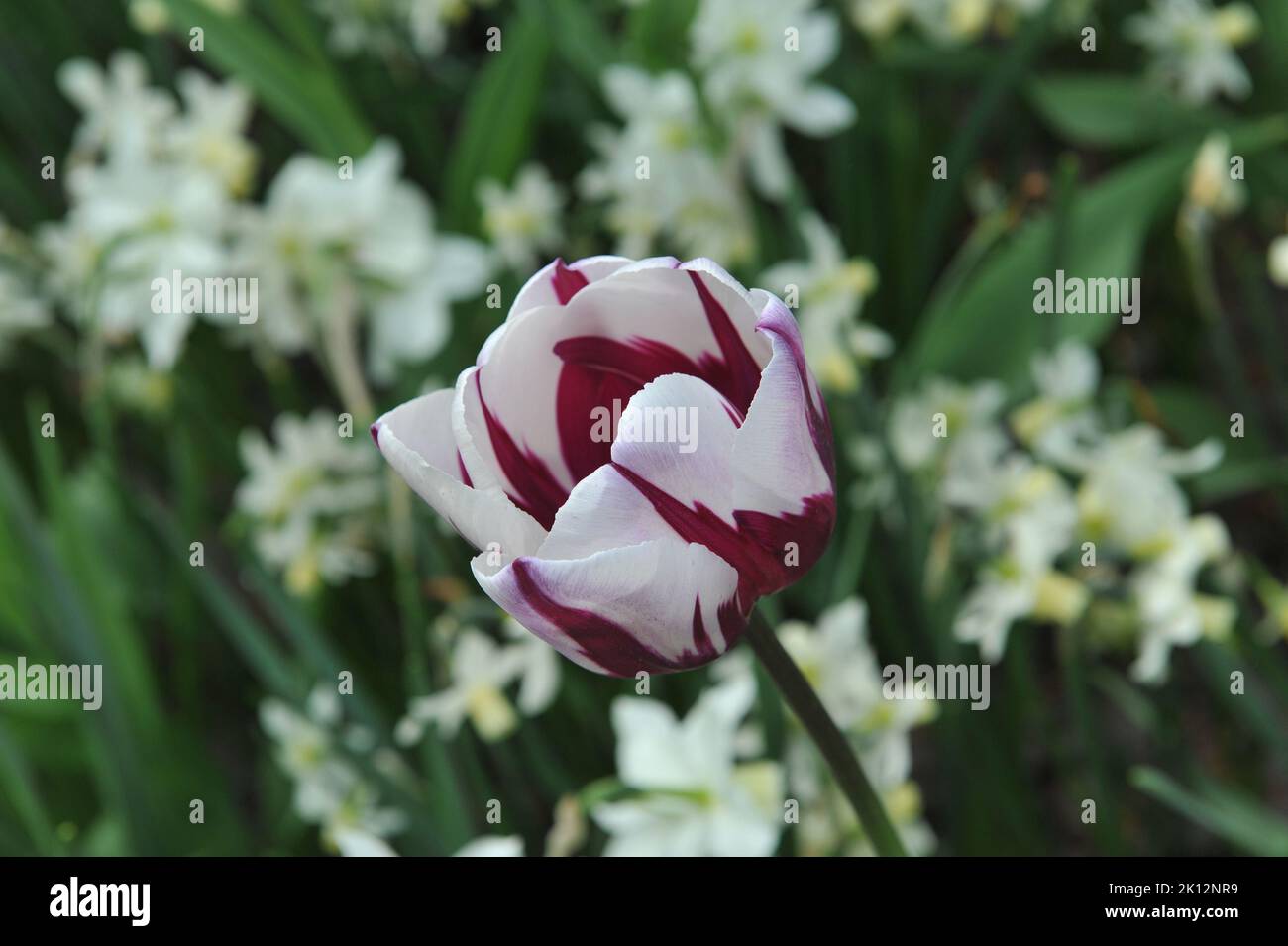 Rembrandts favourite hi-res stock photography and images - Alamy