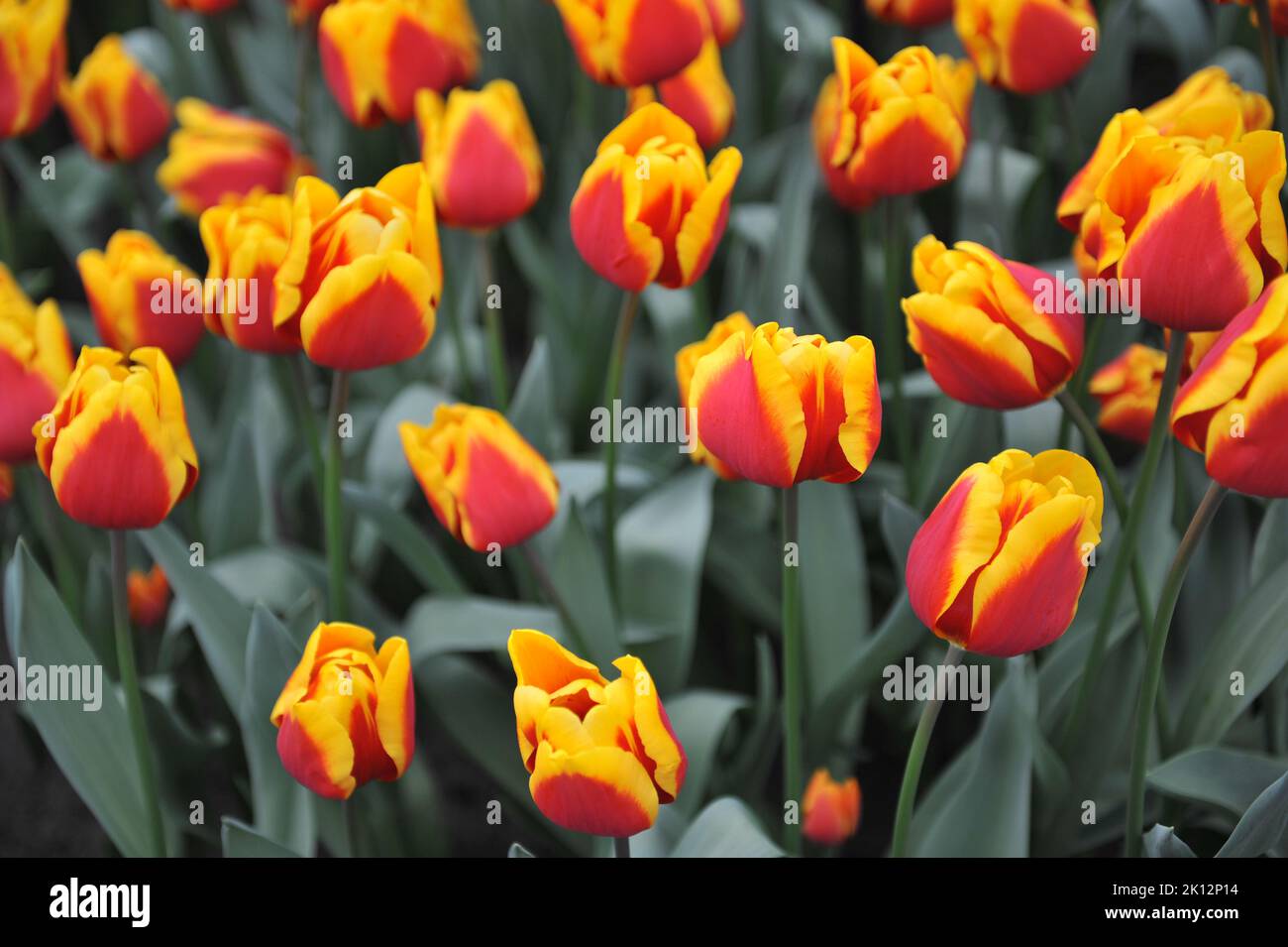Red and yellow Triumph tulips (Tulipa) Renee Drake bloom in a garden in ...