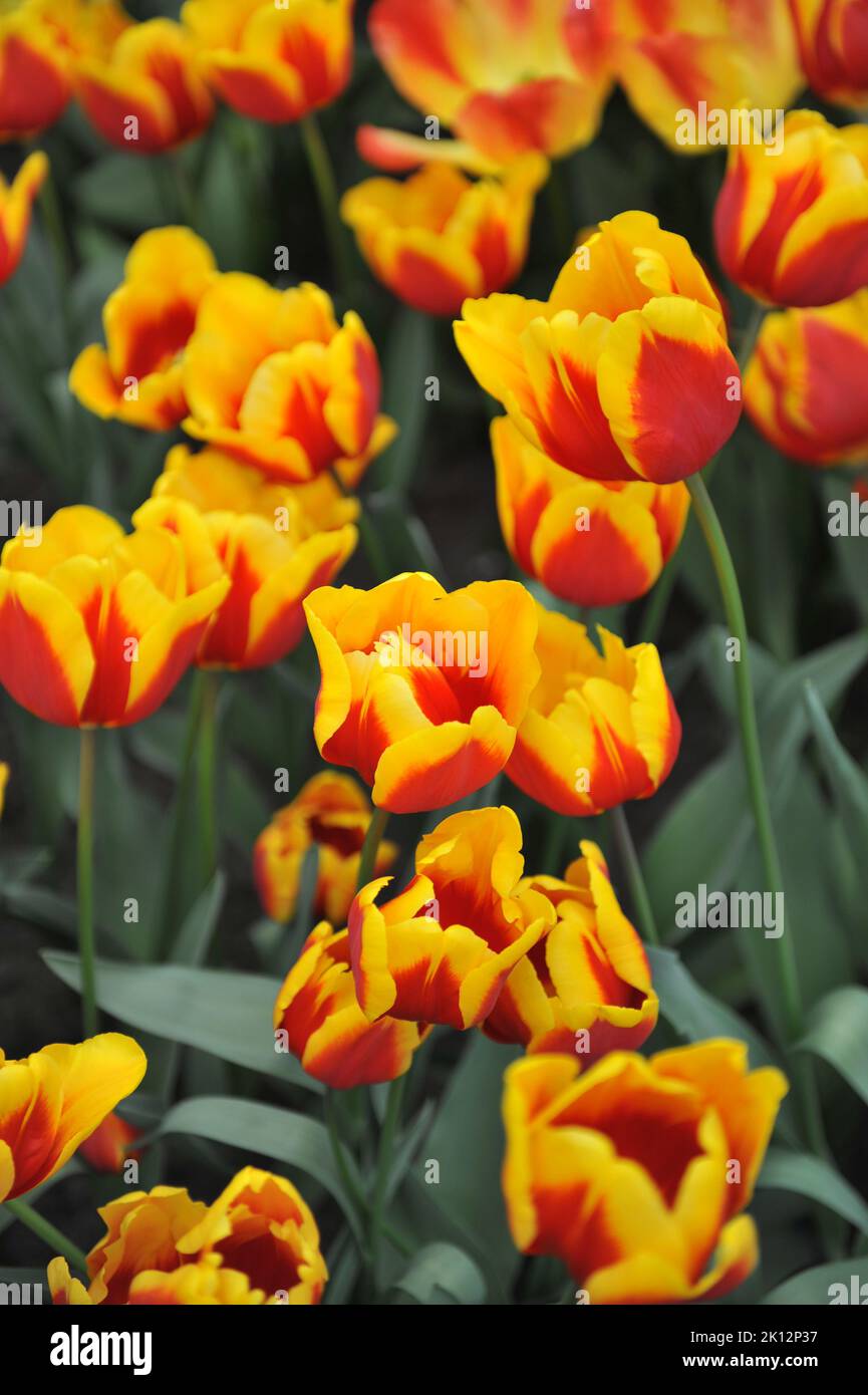 Red and yellow Triumph tulips (Tulipa) Renee Drake bloom in a garden in ...