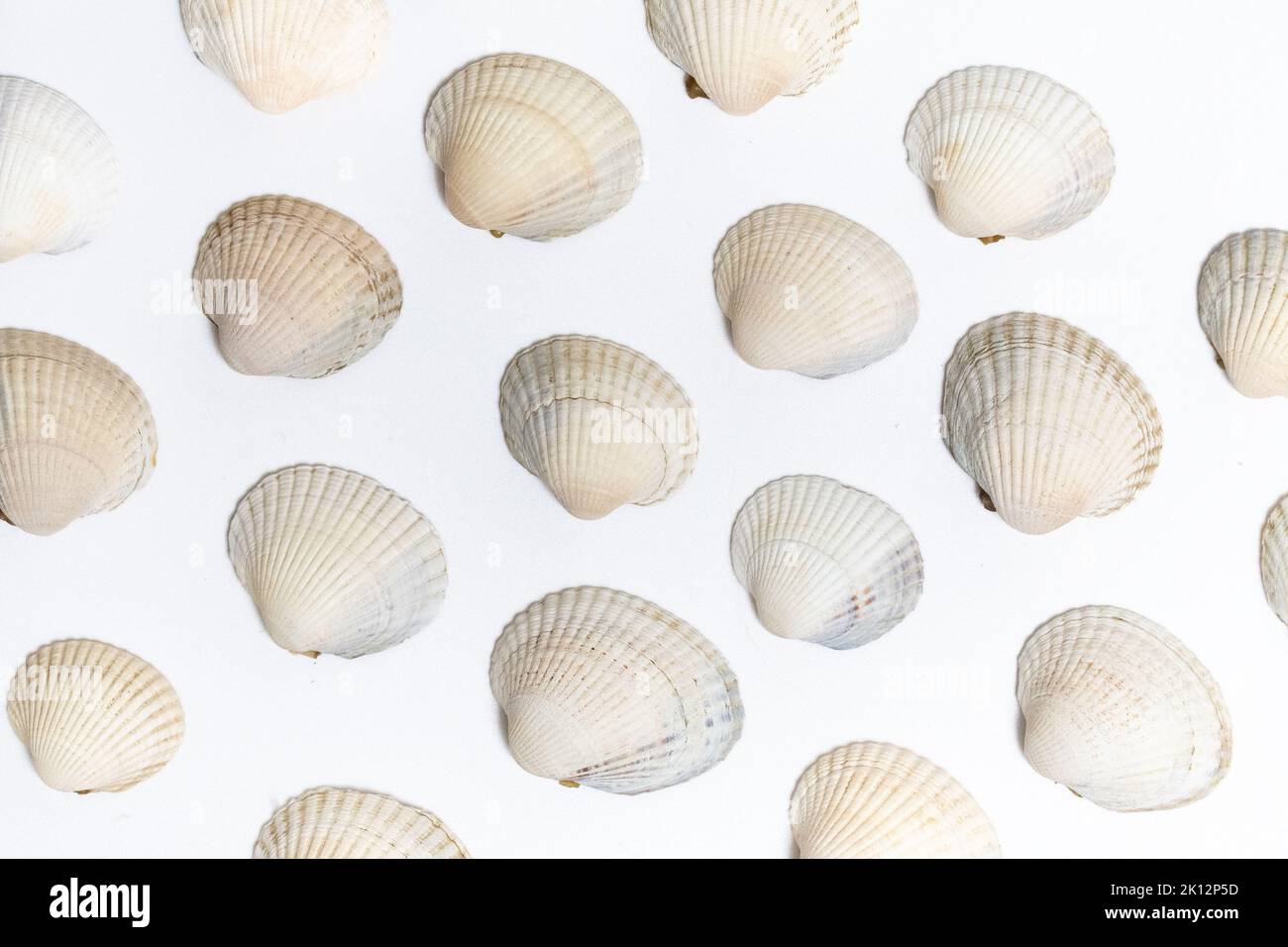 Overhead of many sea shells on white background Stock Photo - Alamy