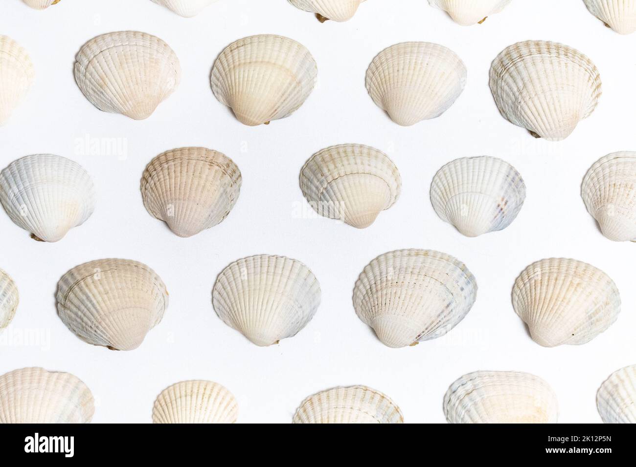 Overhead of many sea shells on white background Stock Photo - Alamy