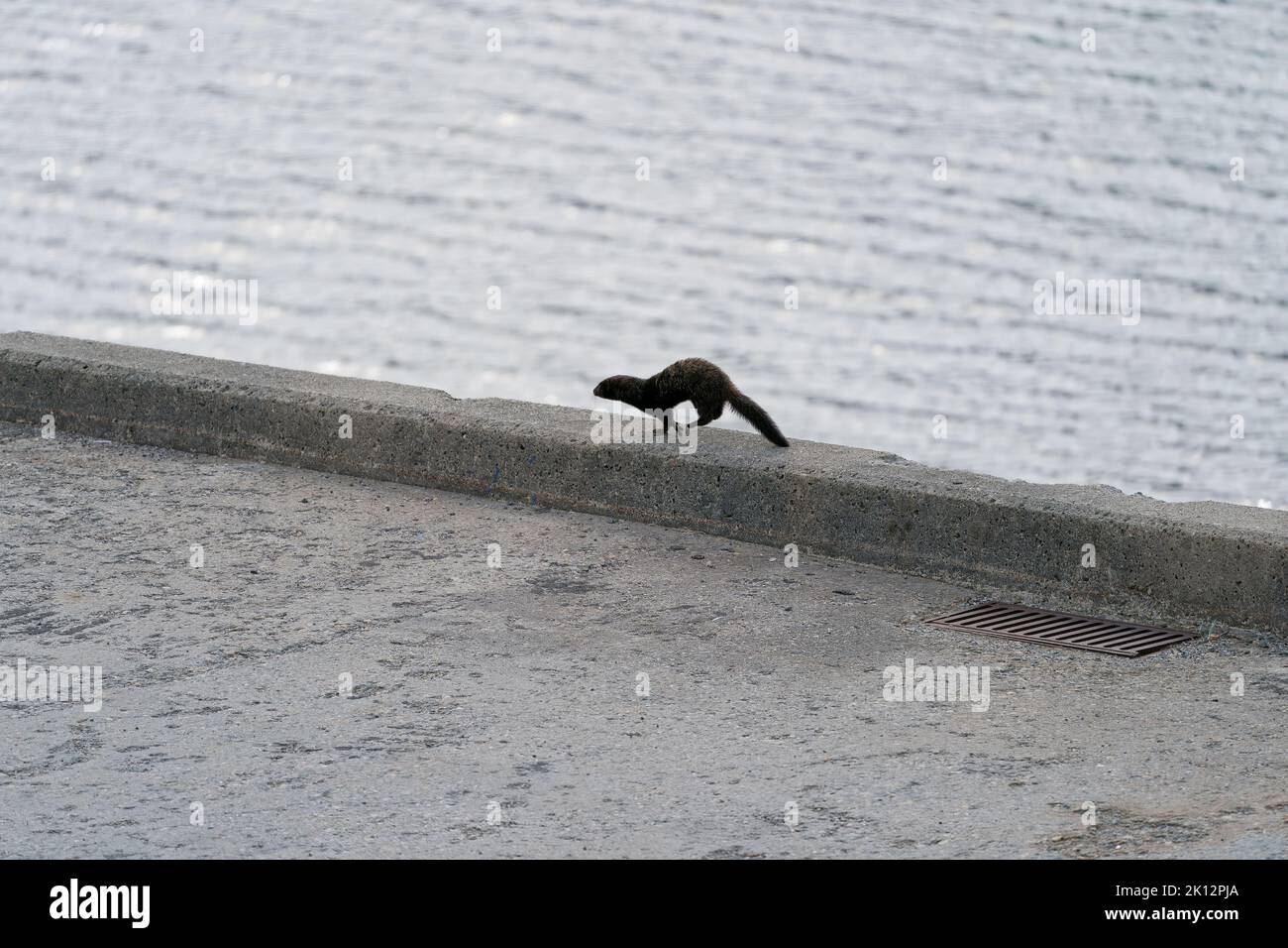 A side view of a wild European mink, running along the quay Stock Photo ...