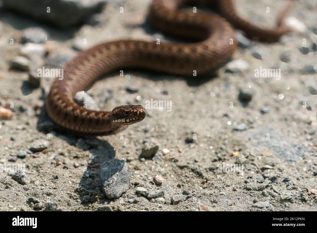 Human snake tongue hi-res stock photography and images - Alamy