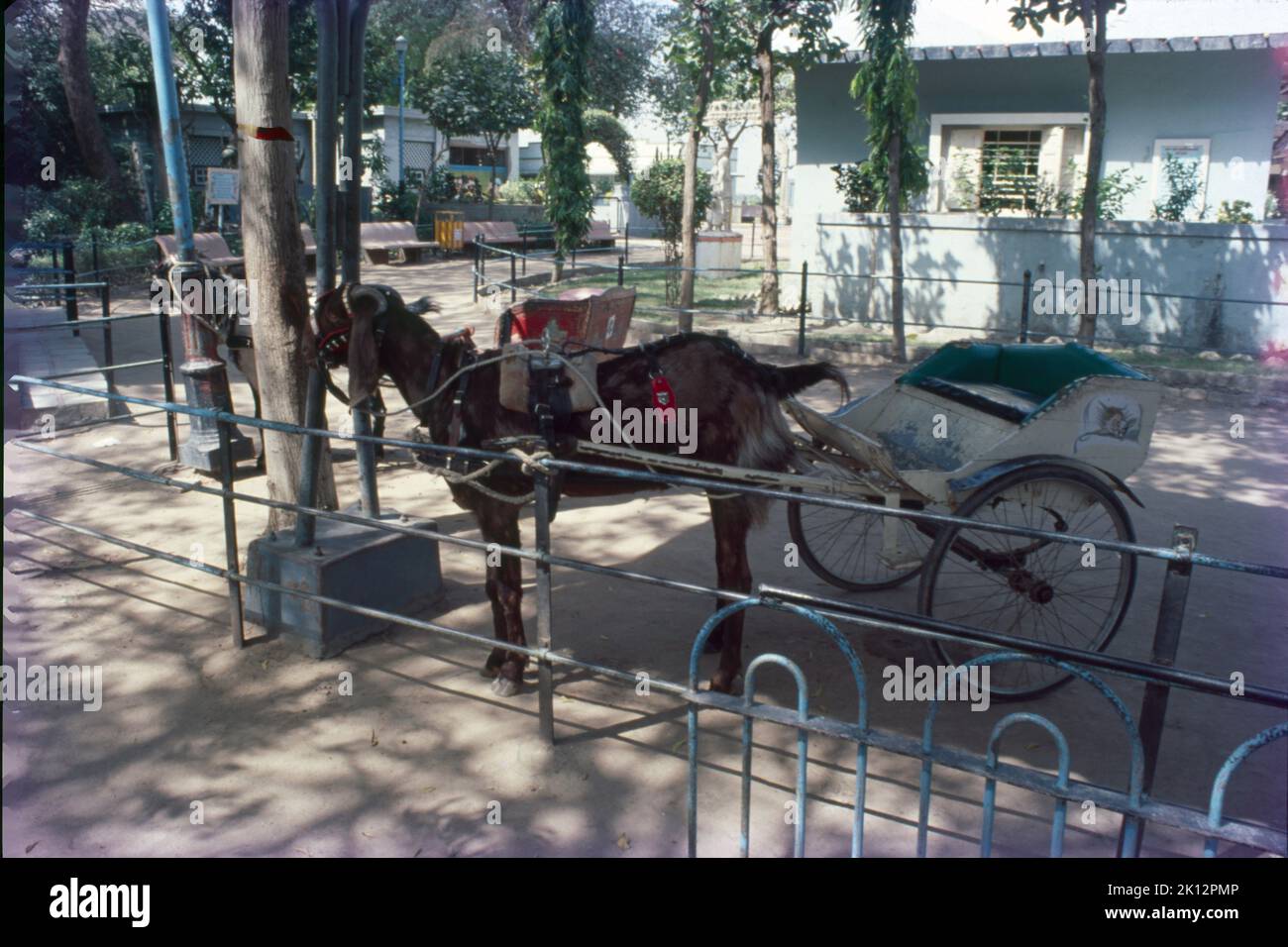 Goat Carts, Bal Vatika, Ahmedabad , Gujrat Stock Photo - Alamy