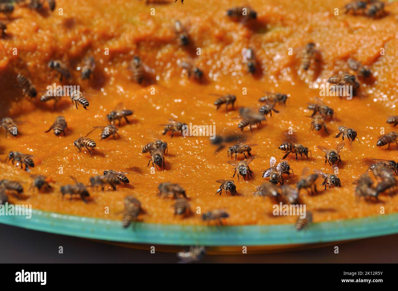Bug jam hi-res stock photography and images - Alamy
