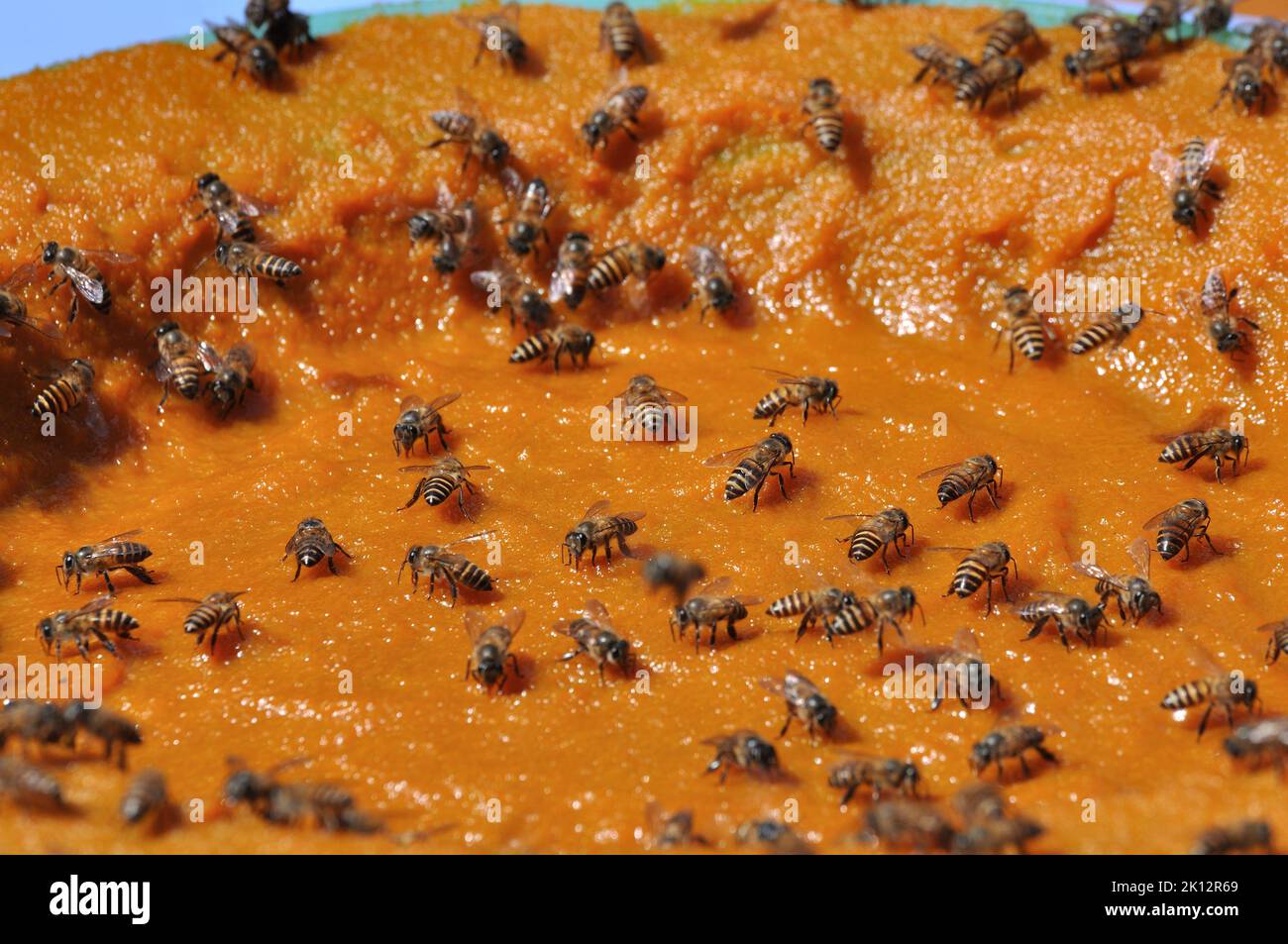 Bee sucking nectar, Closeup of bees sucking jam, Worker bees eating ...