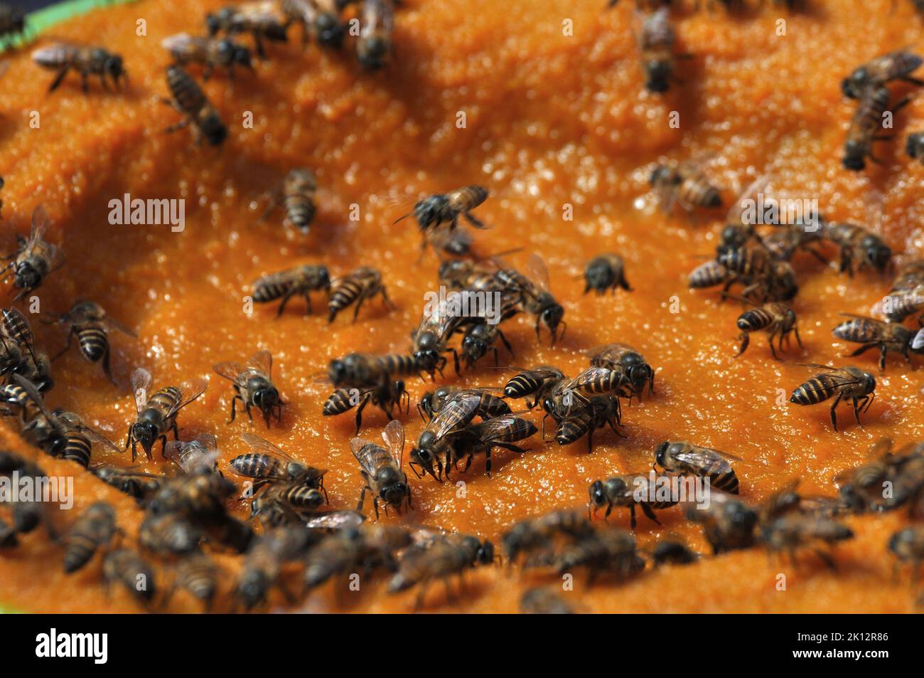 Bee sucking nectar, Closeup of bees sucking jam, Worker bees eating ...
