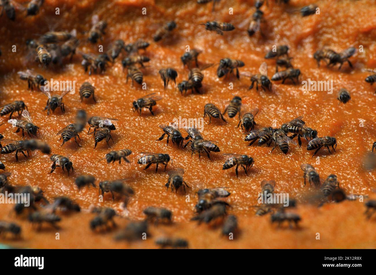 Bee sucking nectar, Closeup of bees sucking jam, Worker bees eating ...