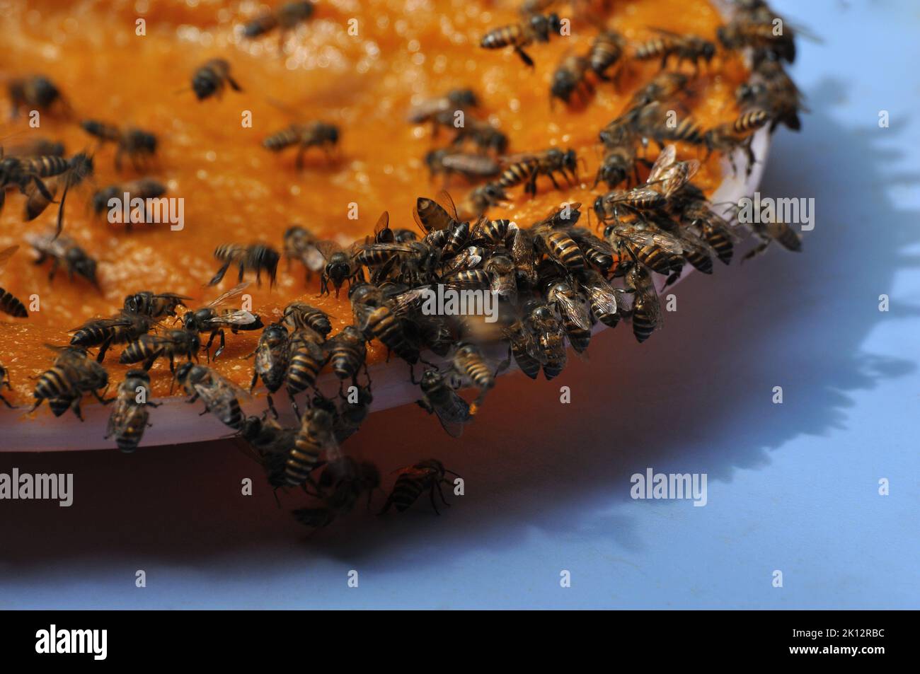 Bee sucking nectar, Closeup of bees sucking jam, Worker bees eating ...