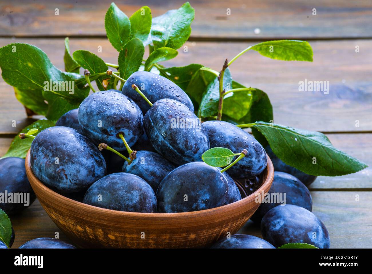 Ripe blue Fresh organic sweet plums just picked from the tree, walnut ...