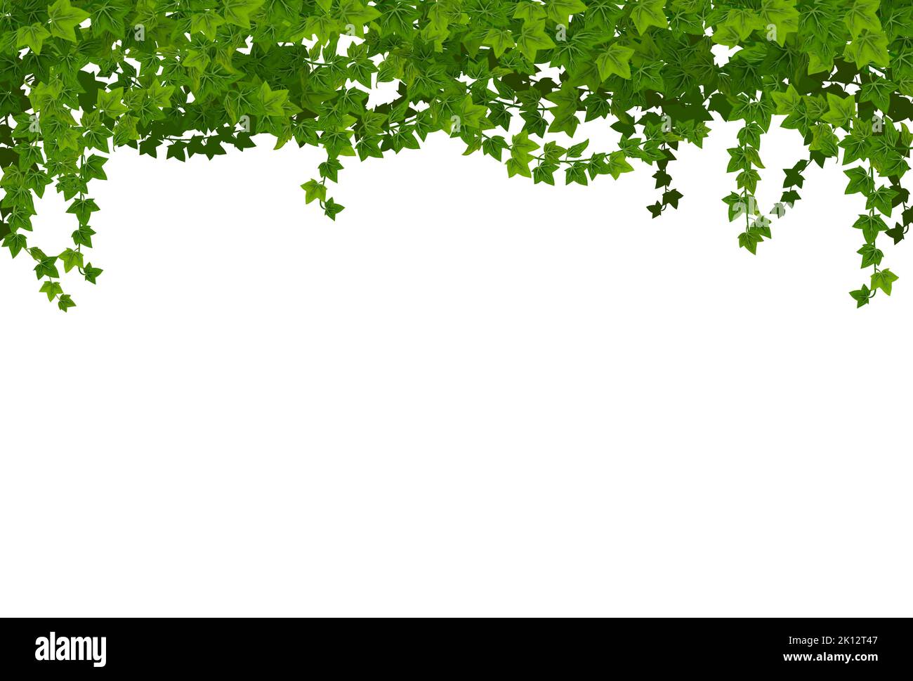 Green ivy lianas with leaves. Vector border line with vines of climbing ... Green ivy lianas with leaves. Vector border line with vines of climbing ...