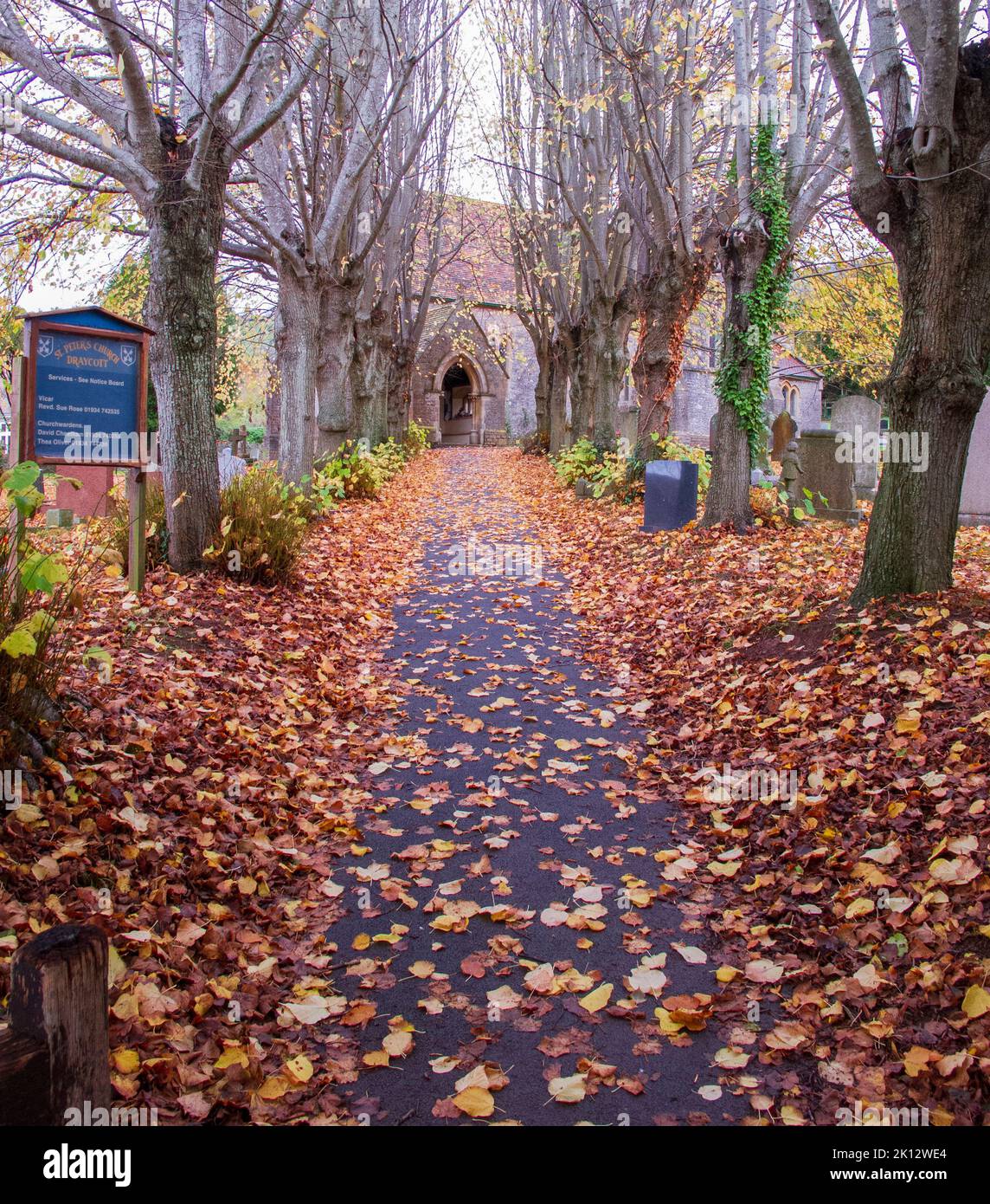 Avenue trees path hi-res stock photography and images - Alamy