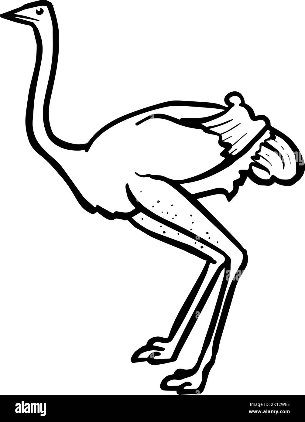 Ostrich bird line icon Stock Vector Images - Alamy