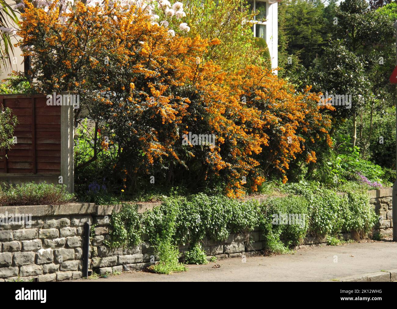 Village bush hi-res stock photography and images - Alamy