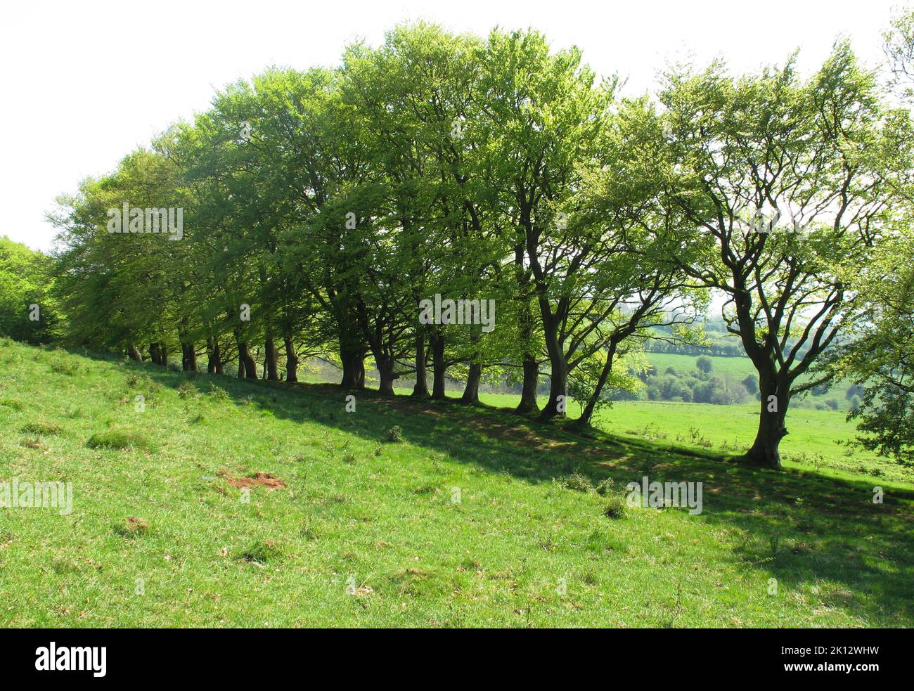 Tree line england hi-res stock photography and images - Alamy
