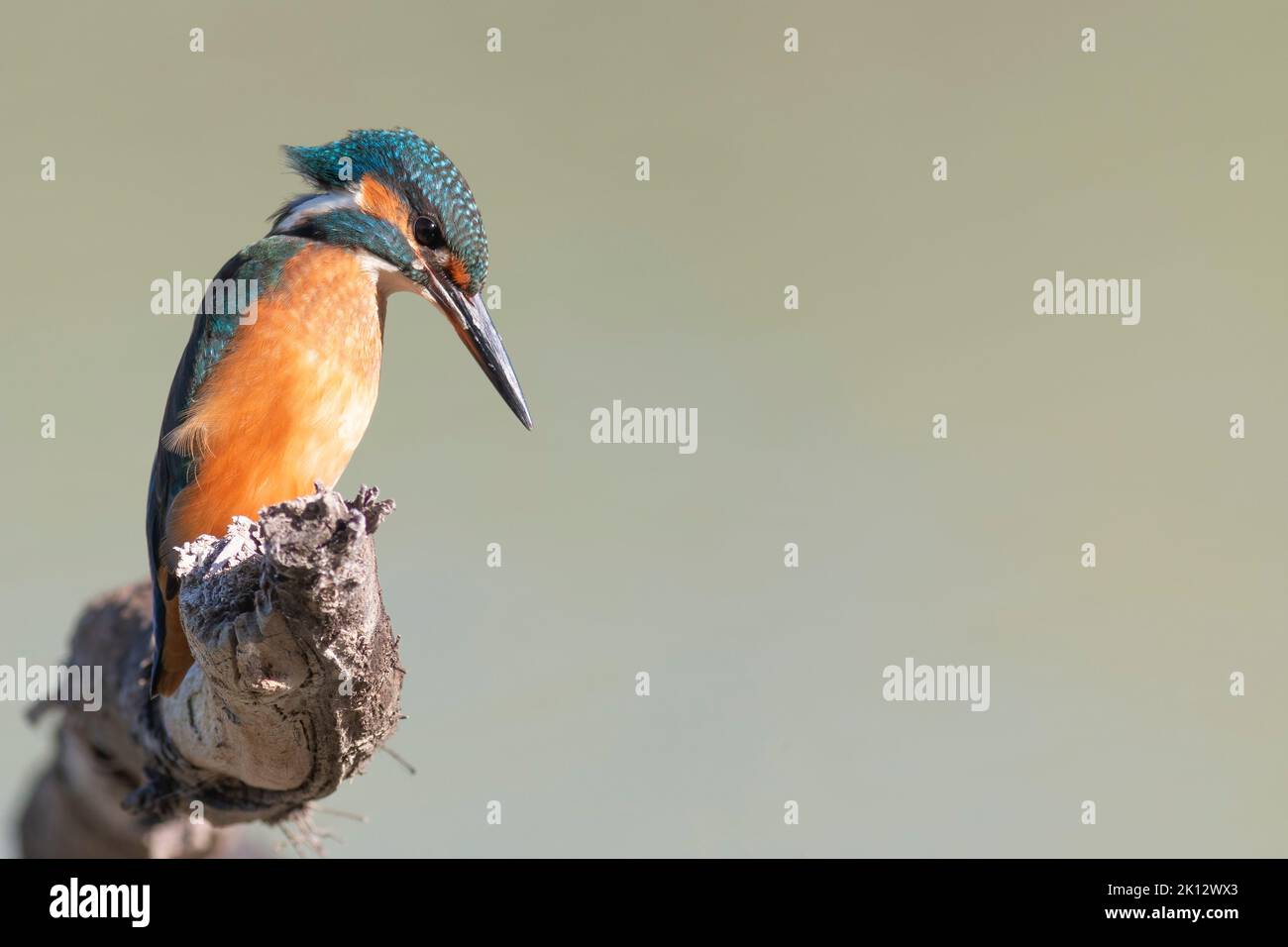 Beauty kingfisher hi-res stock photography and images - Alamy
