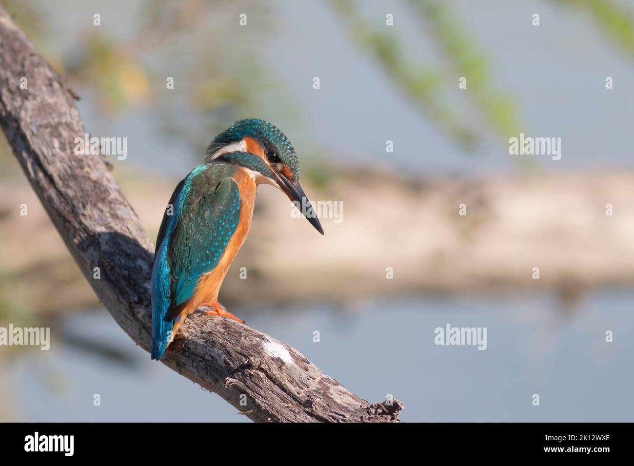 Common kingfisher (Alcedo atthis Stock Photo - Alamy