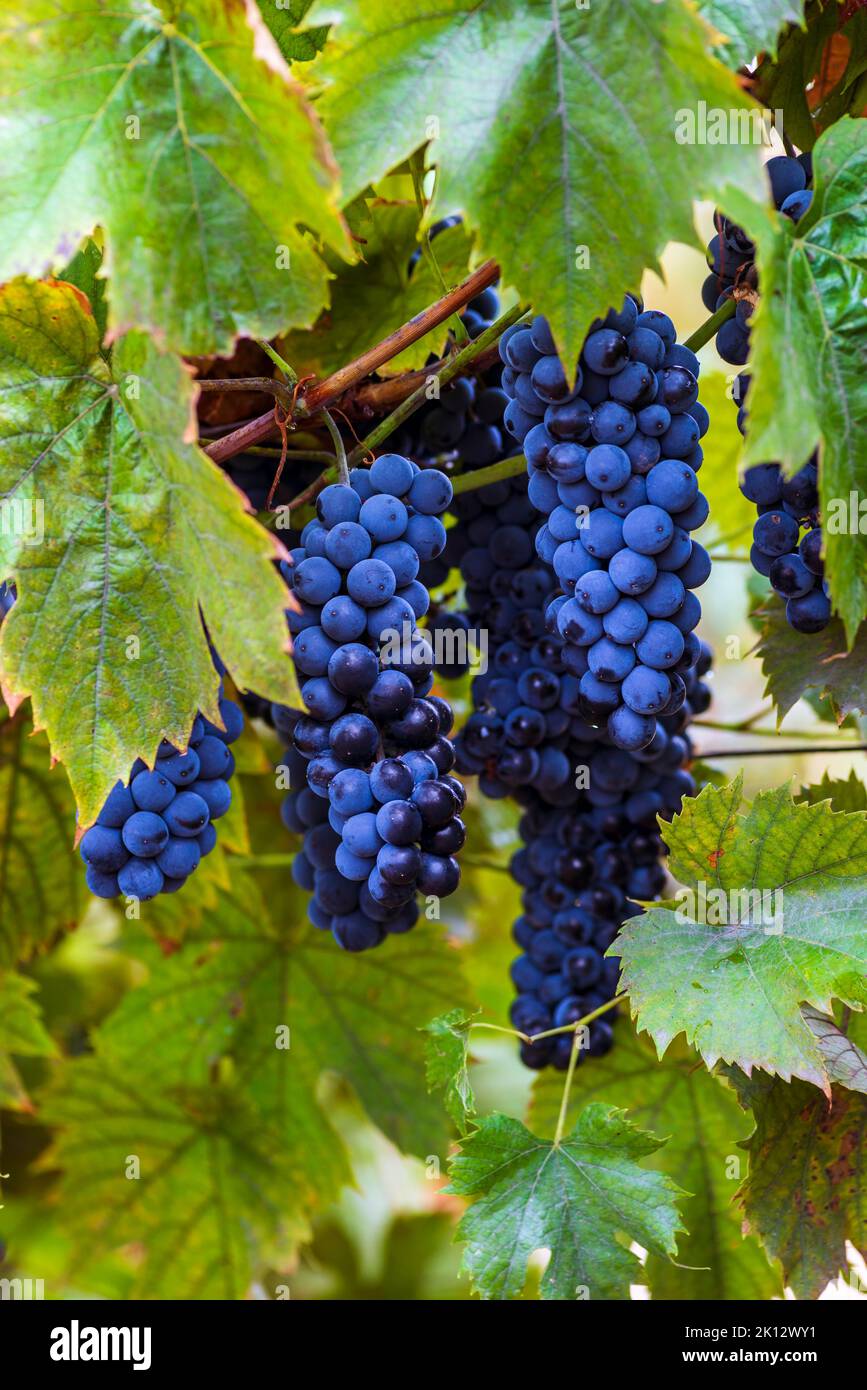 blue Red black grapes ripe hanging vine in autumn day harvest Clusters champagne background ...