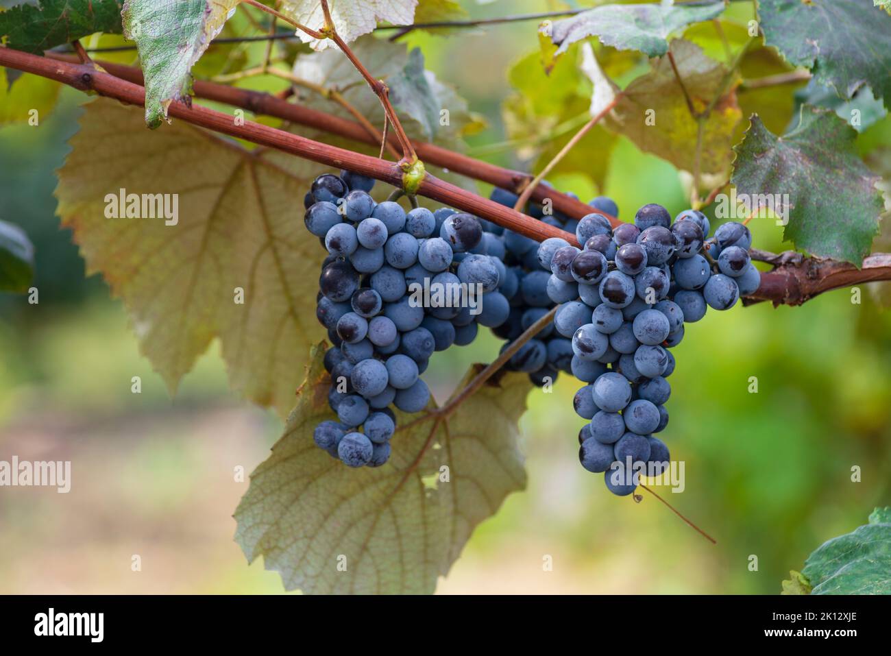 Hanging vine hi-res stock photography and images - Alamy
