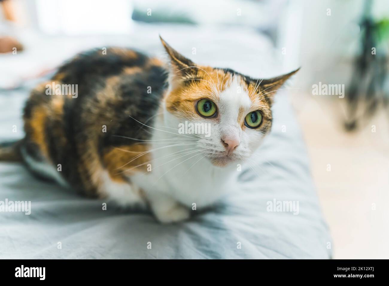 Black-ginger-and-white cat with amazing big fluorescent green eyes ...