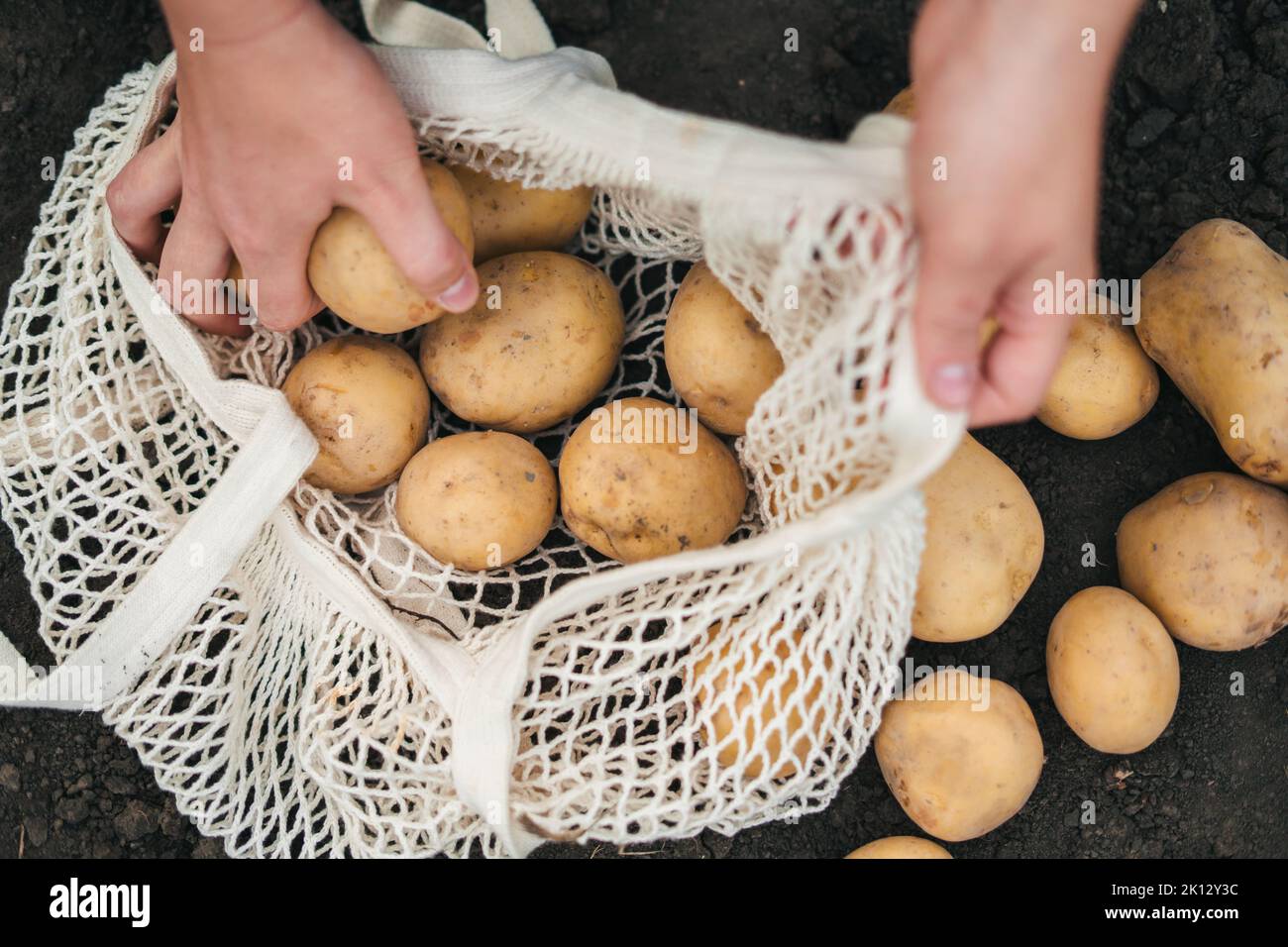 A woman's hands picking harvest from the ground to put it in eco bag ...