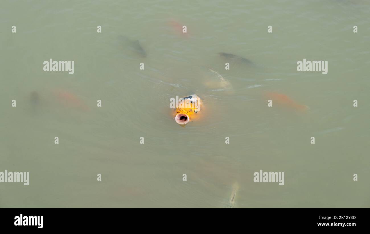 A fantastically beautiful carp koi swims with its mouth open in the ...