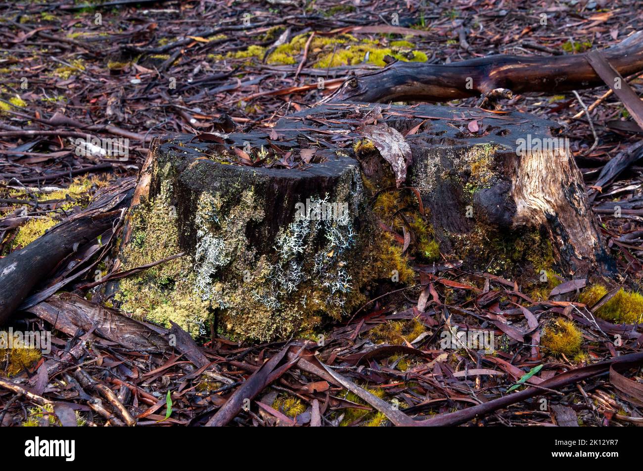 Lake St Clair Australia, tree stump with lichen and moss on a rainy day ...