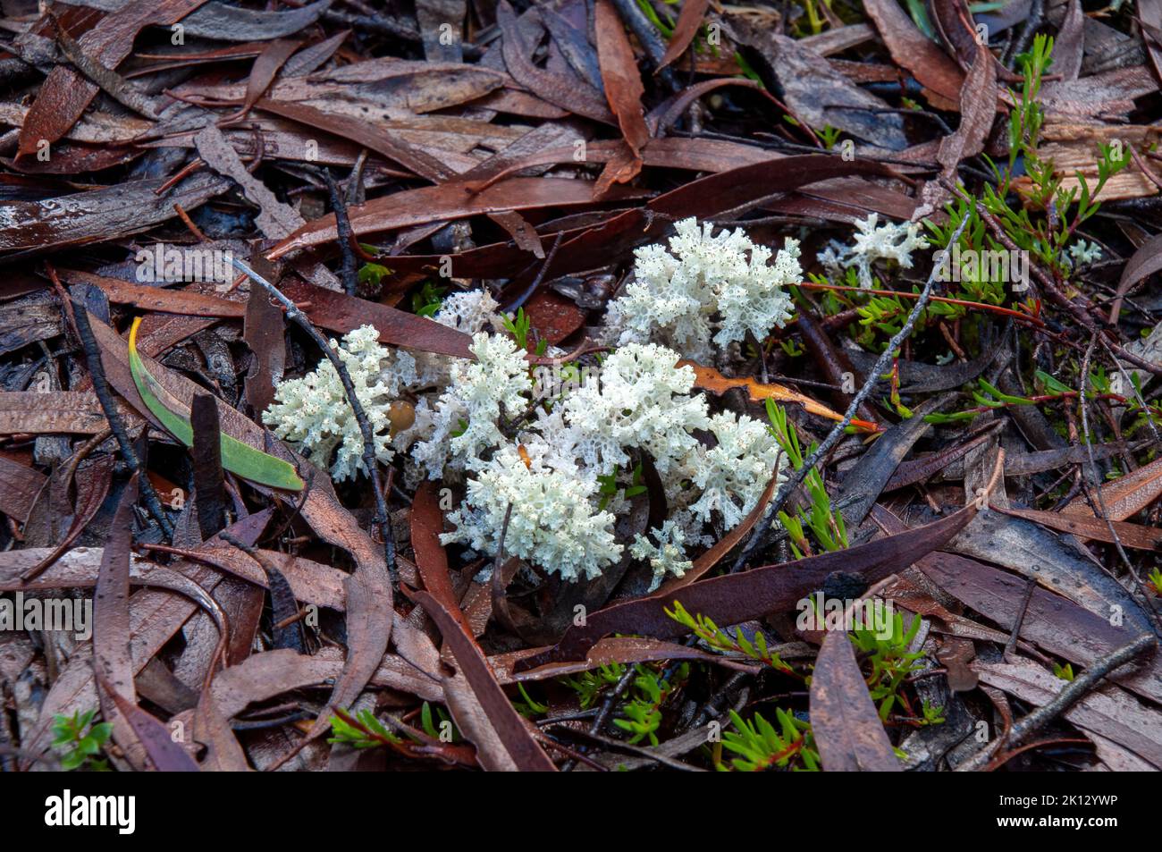 Lake St Clair Australia, pulchrocladia retipora also known as coral ...
