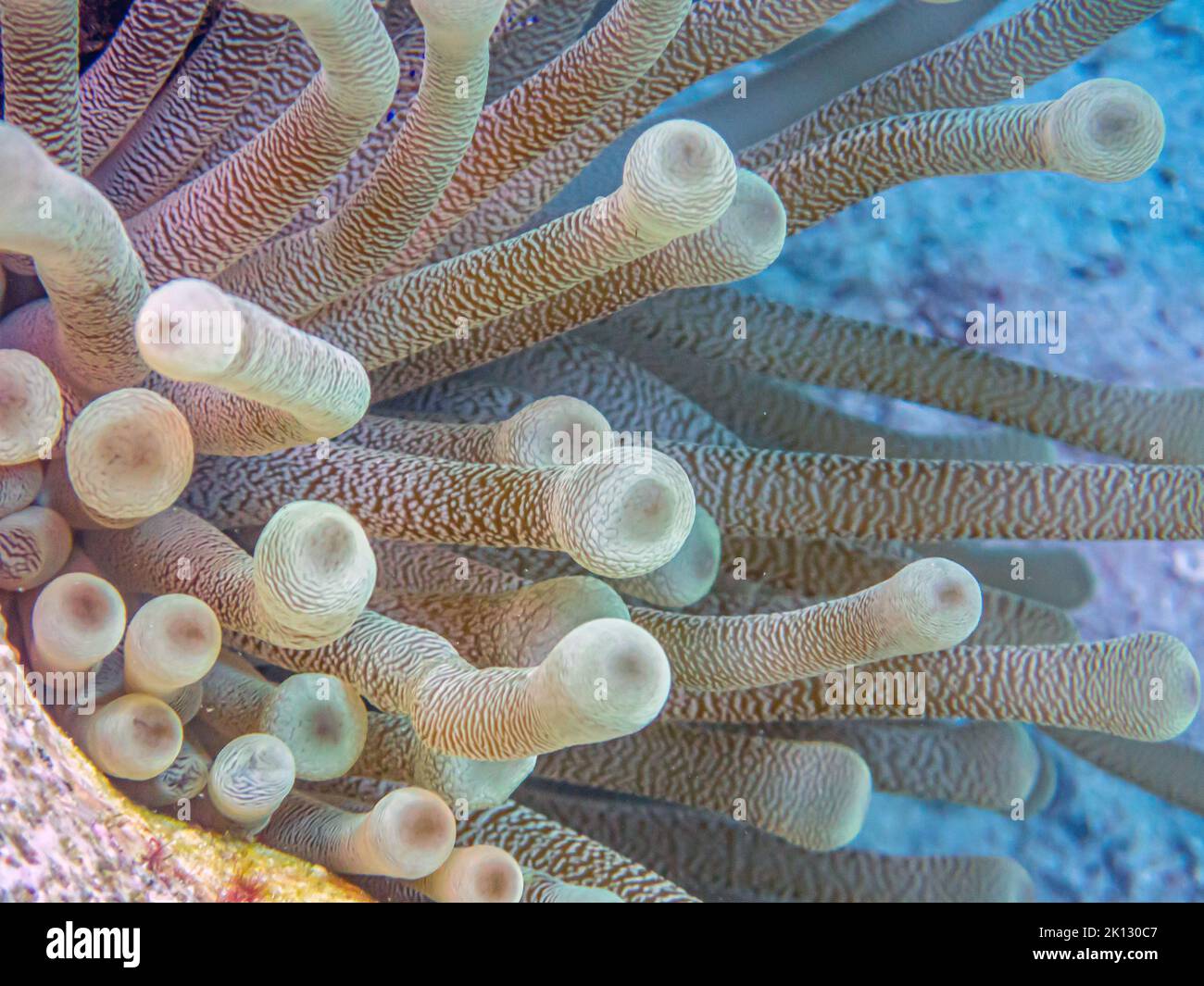 Sea anemones are a group of marine, predatory animals of the order ...