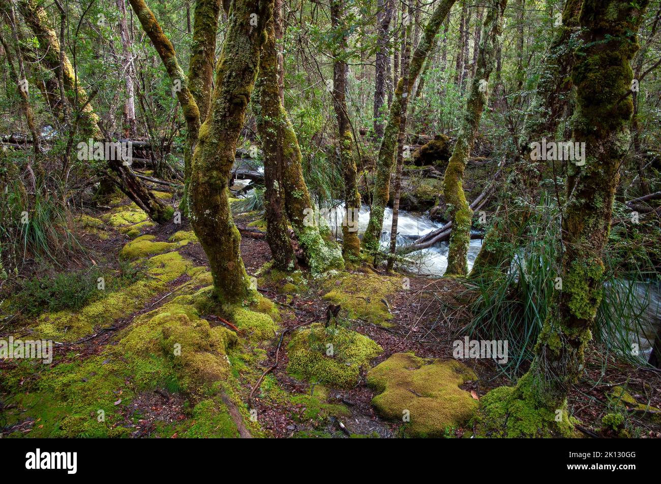 Lake St Clair Australia, view through the tree trunks to stream in ...
