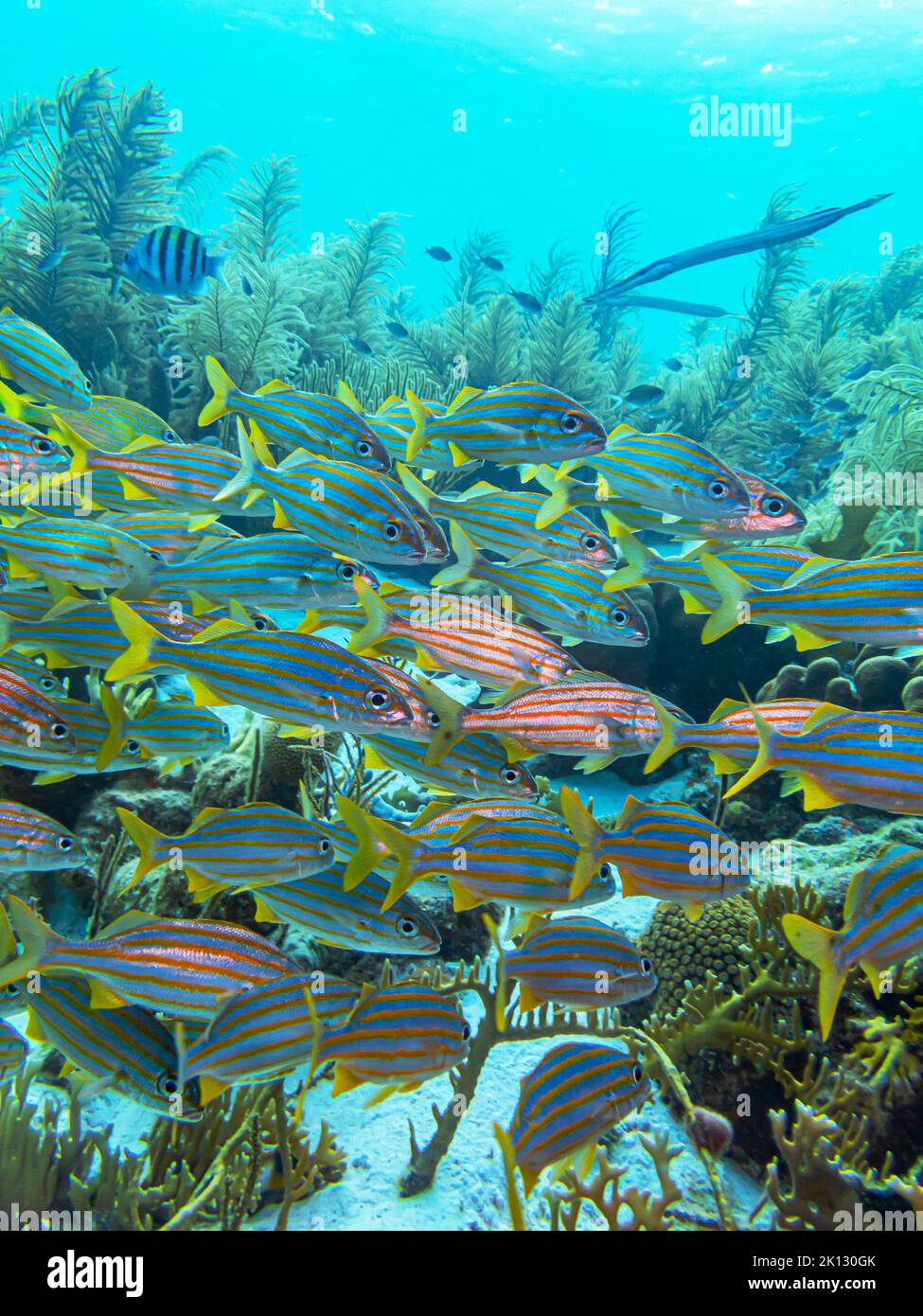bluestriped grunt,Haemulon sciurus, also known as the boar grunt ...