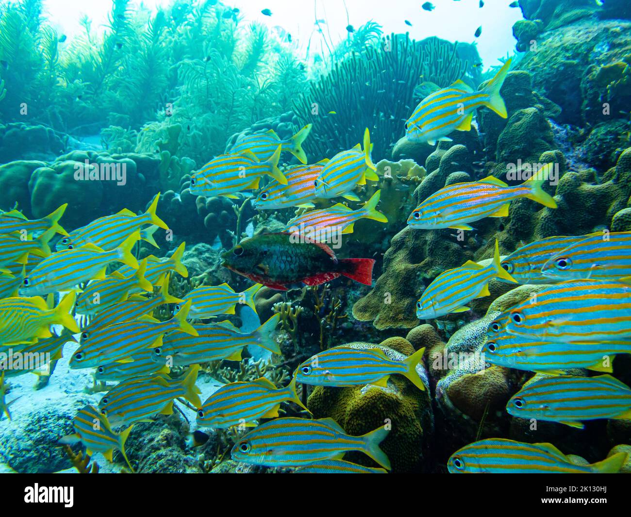 Golden grunt hi-res stock photography and images - Alamy