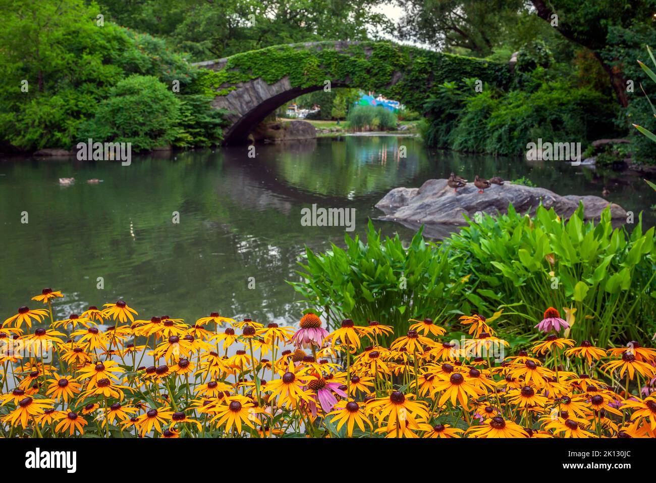 Gapstow Bridge in Central Park in summer with black eyed susan Stock ...