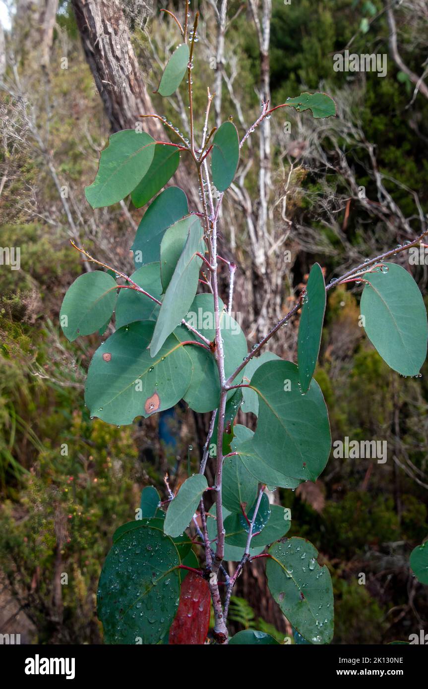 Eucalyptus sapling hi-res stock photography and images - Alamy