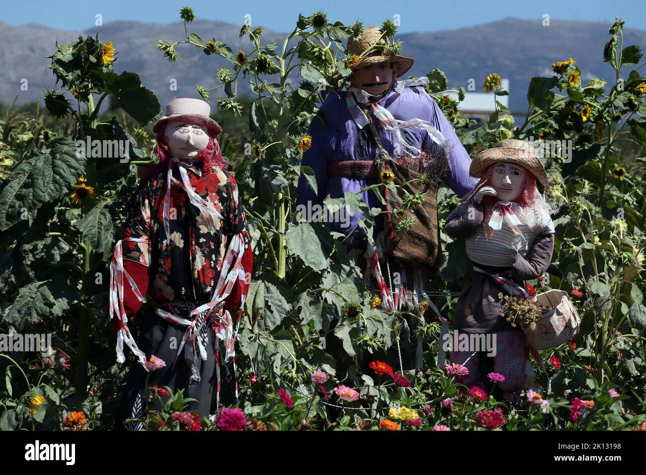 Sunflower scarecrow hi-res stock photography and images - Alamy