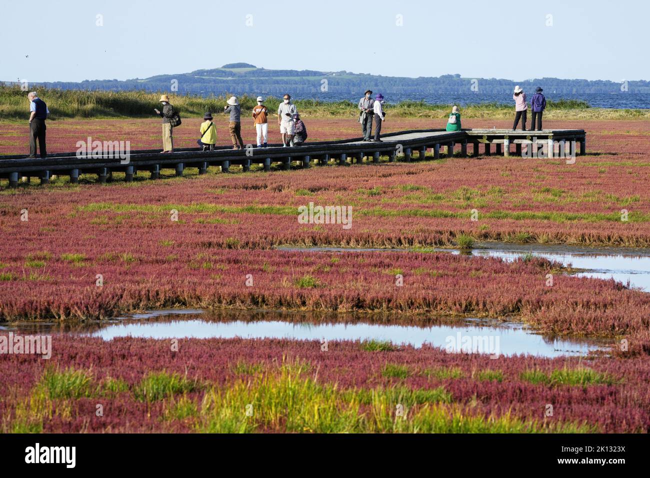 Visitors view glasswort that have turned red on the shores of Lake ...
