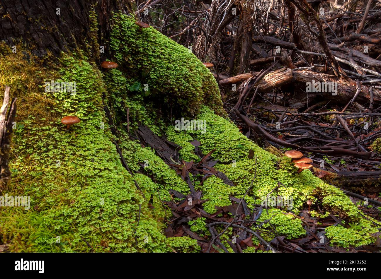 Tree moss and fungi australia hi-res stock photography and images - Alamy