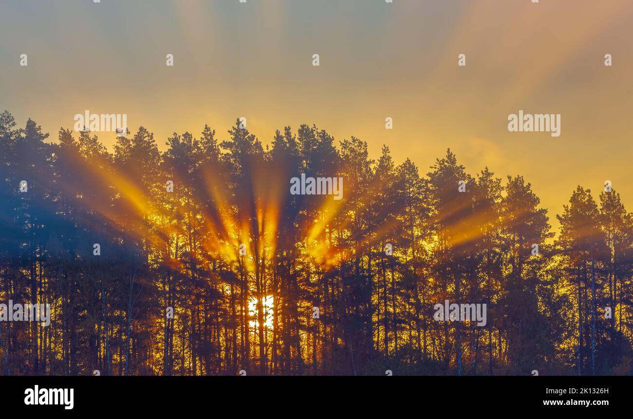 Sun beams shining in the foggy forest, autumn forest concept Stock ...