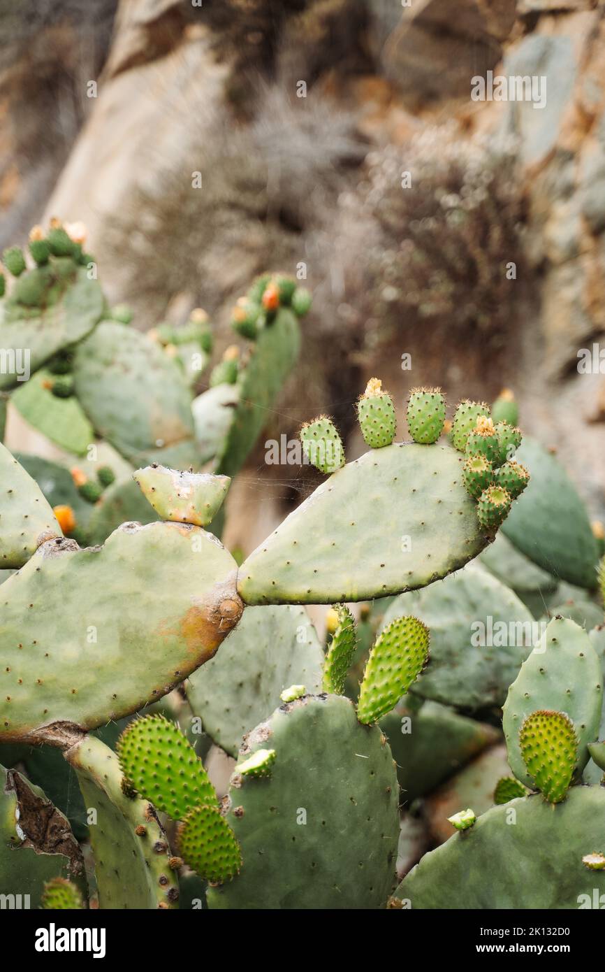 Giant green cactus in Morro Bay california ecosystem wildlife along ...